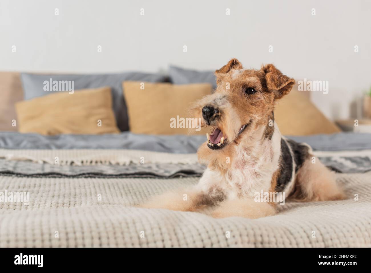 curly wirehaired fox terrier with open mouth lying on modern bed Stock ...