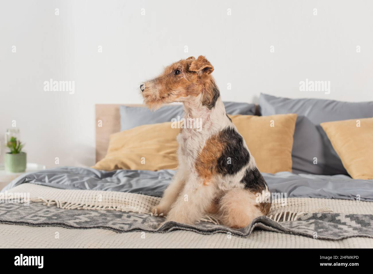 curly wirehaired fox terrier sitting on modern bed Stock Photo - Alamy