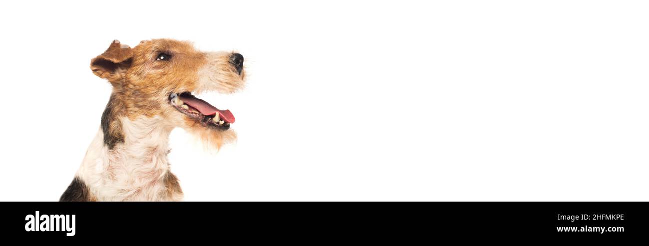 curly wirehaired fox terrier with open mouth isolated on white, banner ...