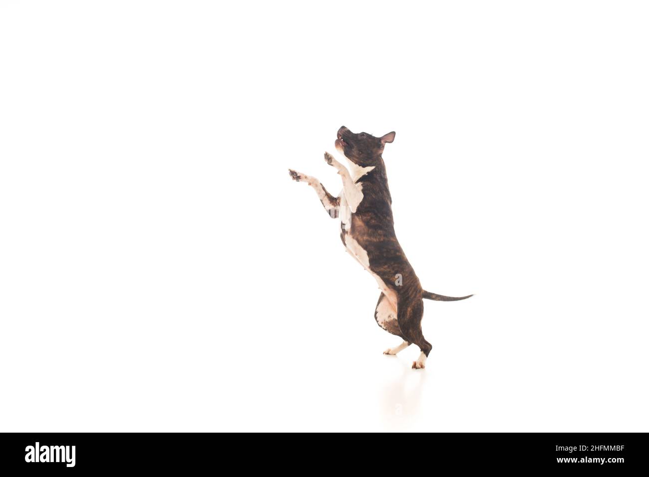 purebred american staffordshire terrier jumping on white Stock Photo ...