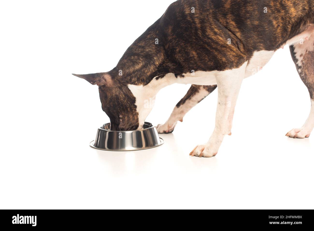 purebred american staffordshire terrier standing near bowl and eating ...