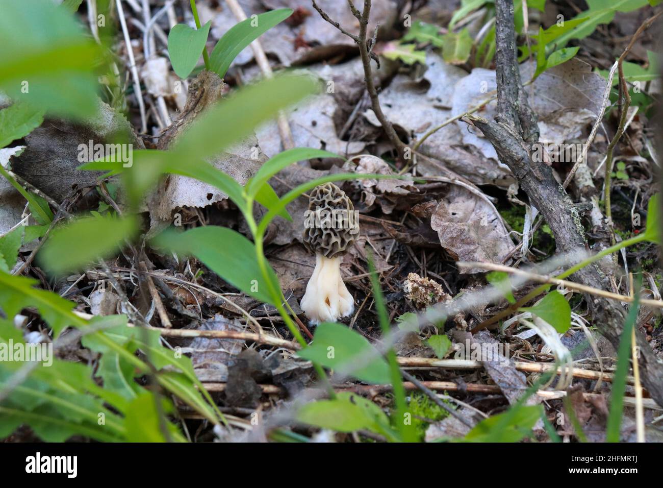 Morchella, the true morels, is a genus of edible sac fungi closely ...
