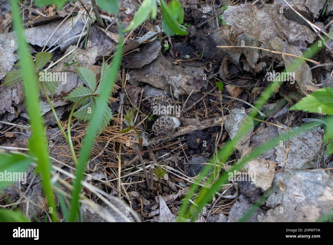 Morchella, the true morels, is a genus of edible sac fungi closely ...