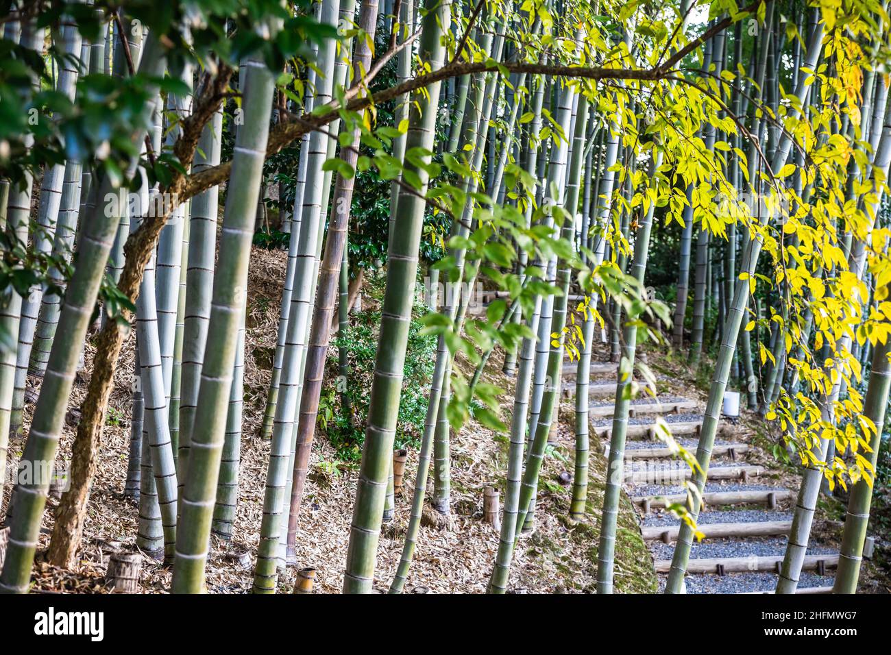 A pathway through a bamboo forest in the early morning at Kodaiji ...