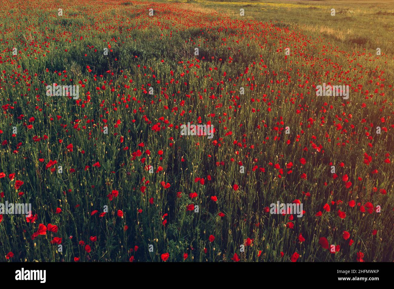 Red common poppy flowers in grass field meadow in spring, beautiful ...