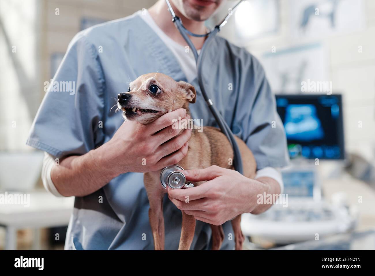 Close-up of vet listening the heartbeat of little dog with stethoscope ...