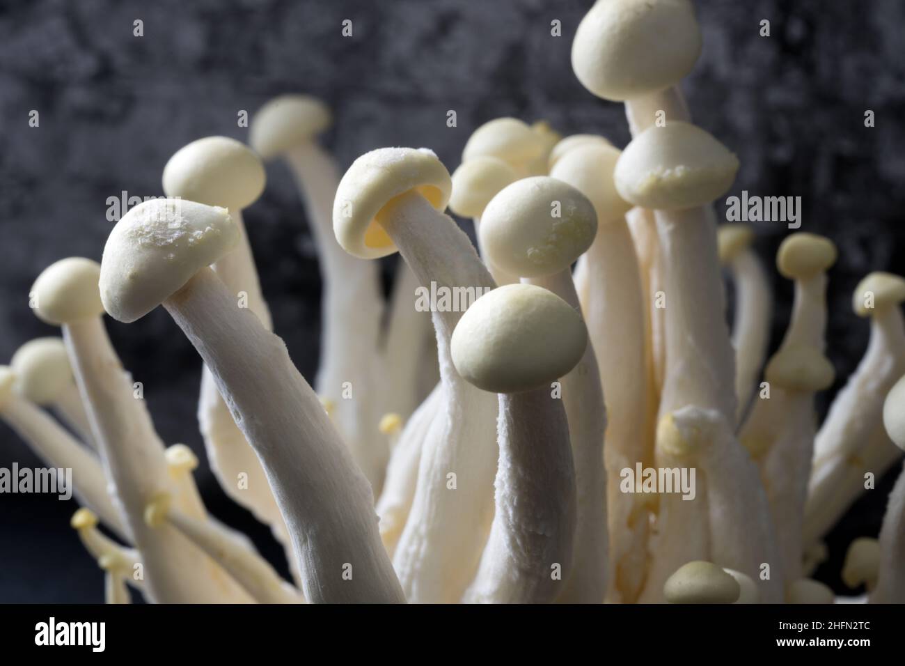 Shimeji, white clamshell mushrooms, close up, isolated on black ...