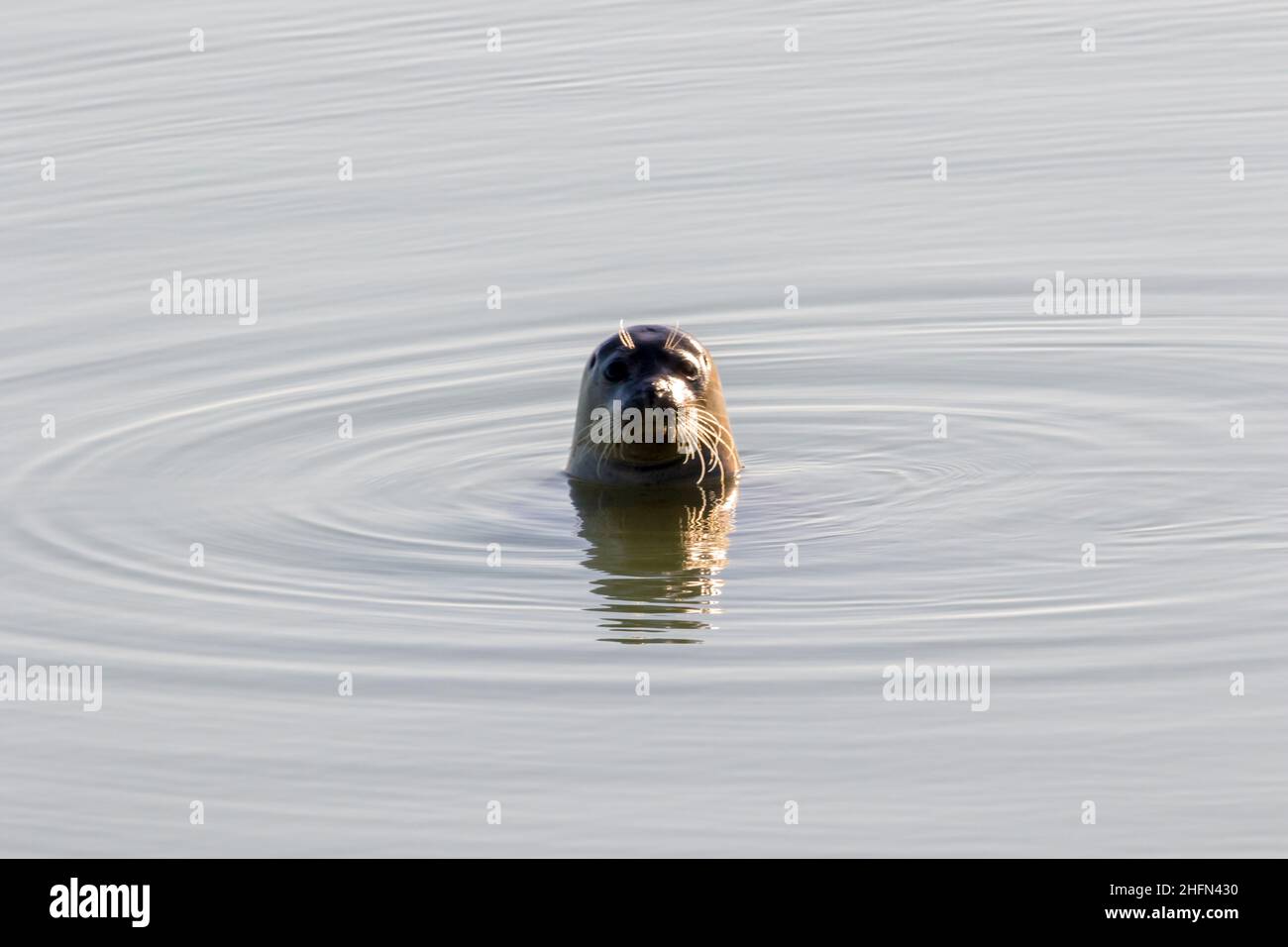 Seal staring at the camera Stock Photo - Alamy