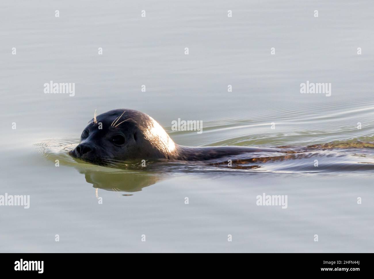 Seal staring at the camera Stock Photo - Alamy