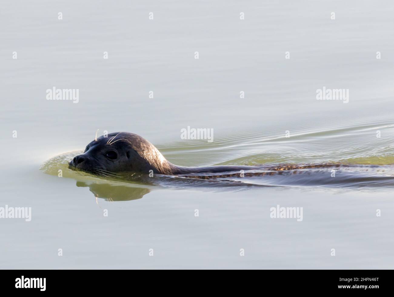 Seal staring at the camera Stock Photo - Alamy