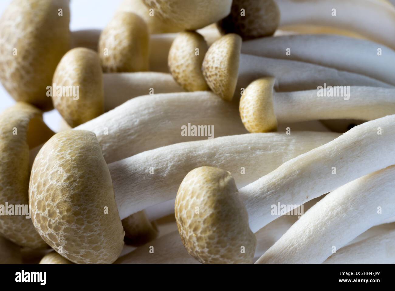 Delicious Gold cap mushrooms, fresh and raw, close up Stock Photo - Alamy