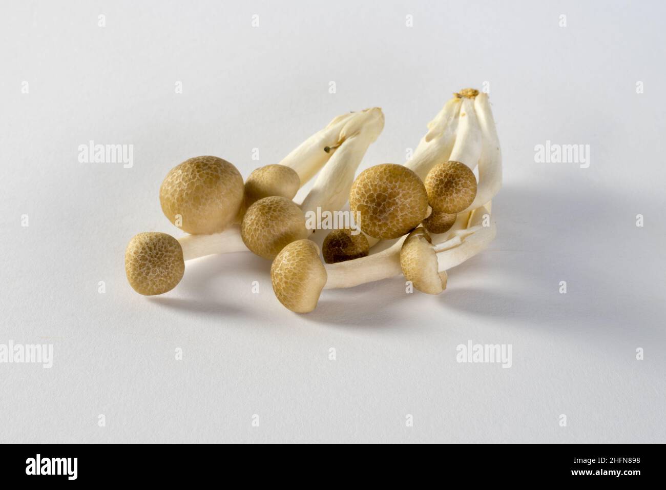 Pholiota nameko hi-res stock photography and images - Alamy