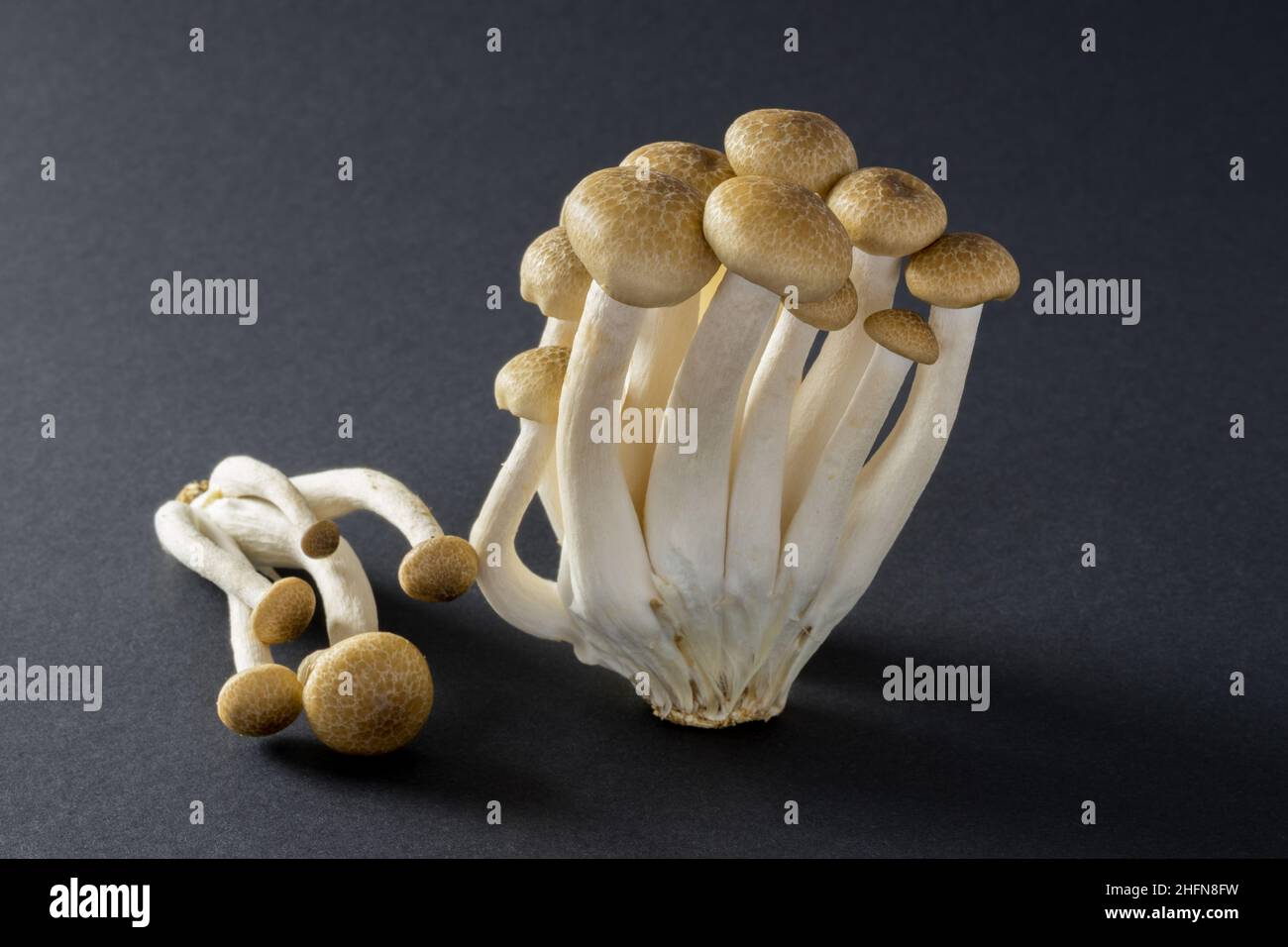 Delicious Gold cap mushrooms, fresh and raw, close up Stock Photo - Alamy