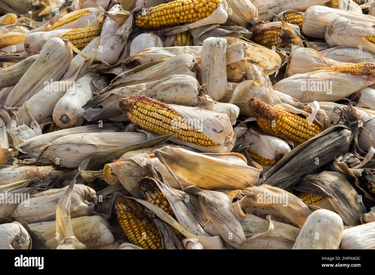 Corn cobs in the sun Stock Photo - Alamy