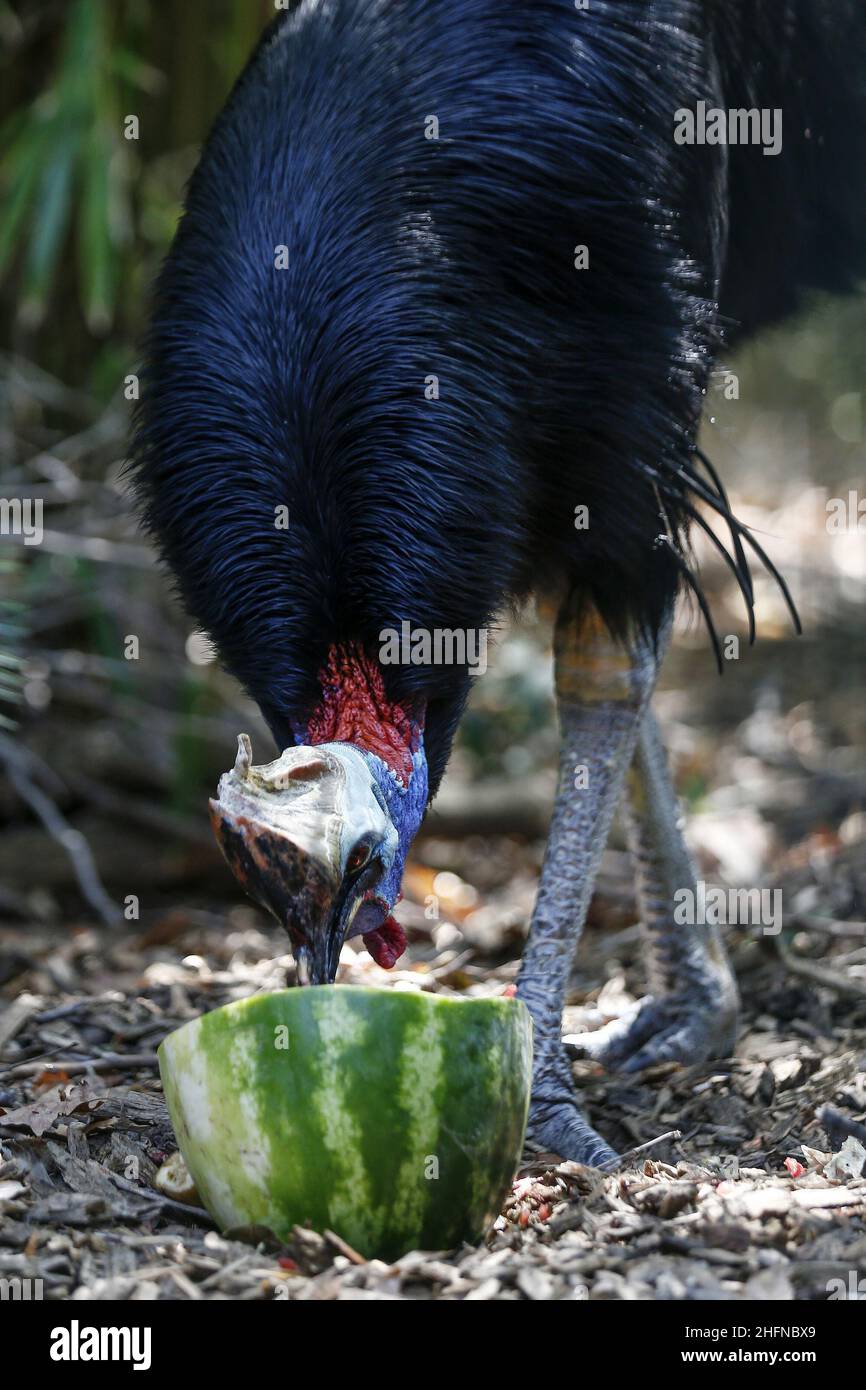 Cecilia Fabiano/LaPresse August 13 , 2020 Rome (Italy) News: In the zoo ...