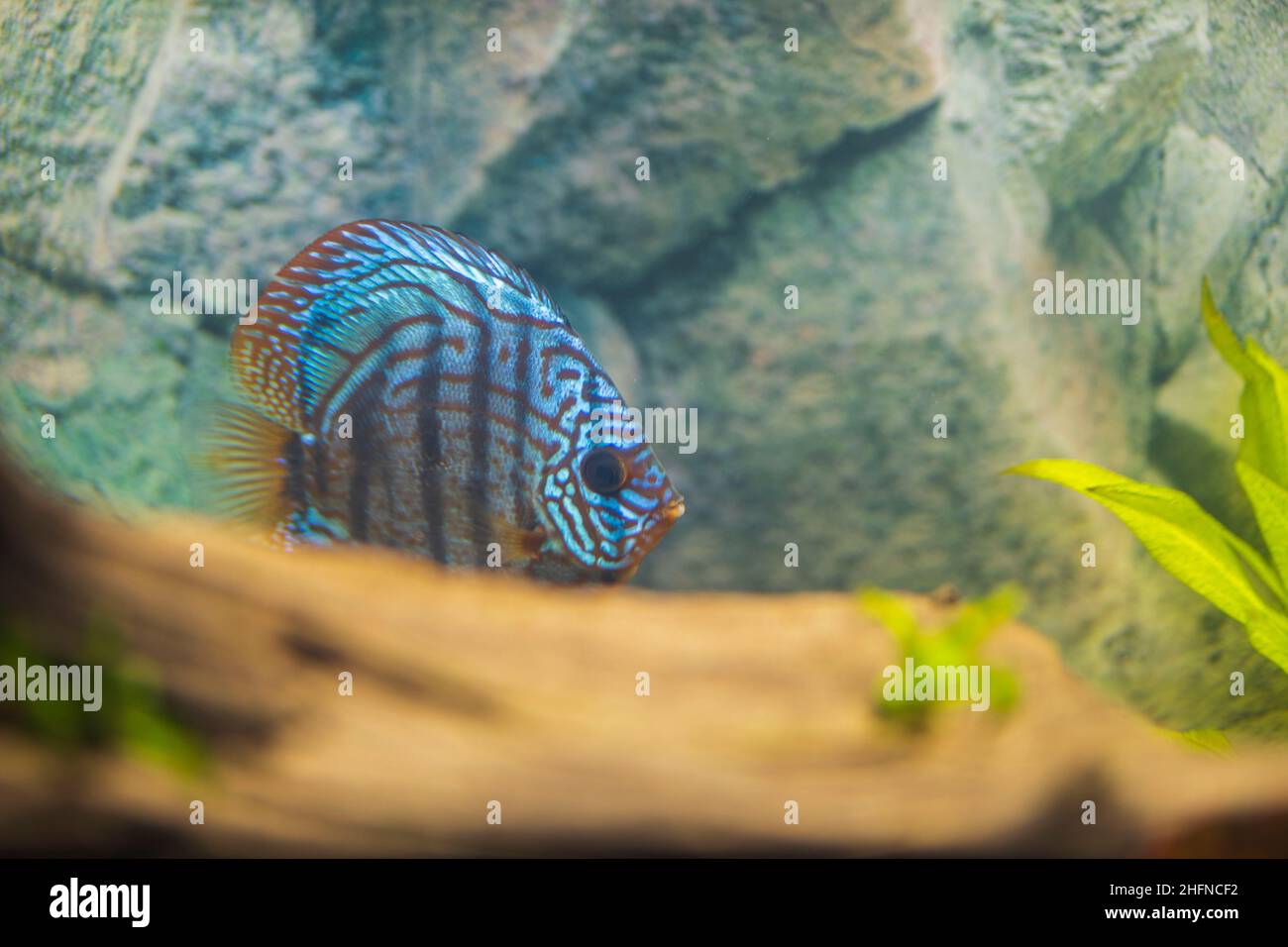 Close up view of gorgeous tiger Turks discus aquarium fish. Sweden ...