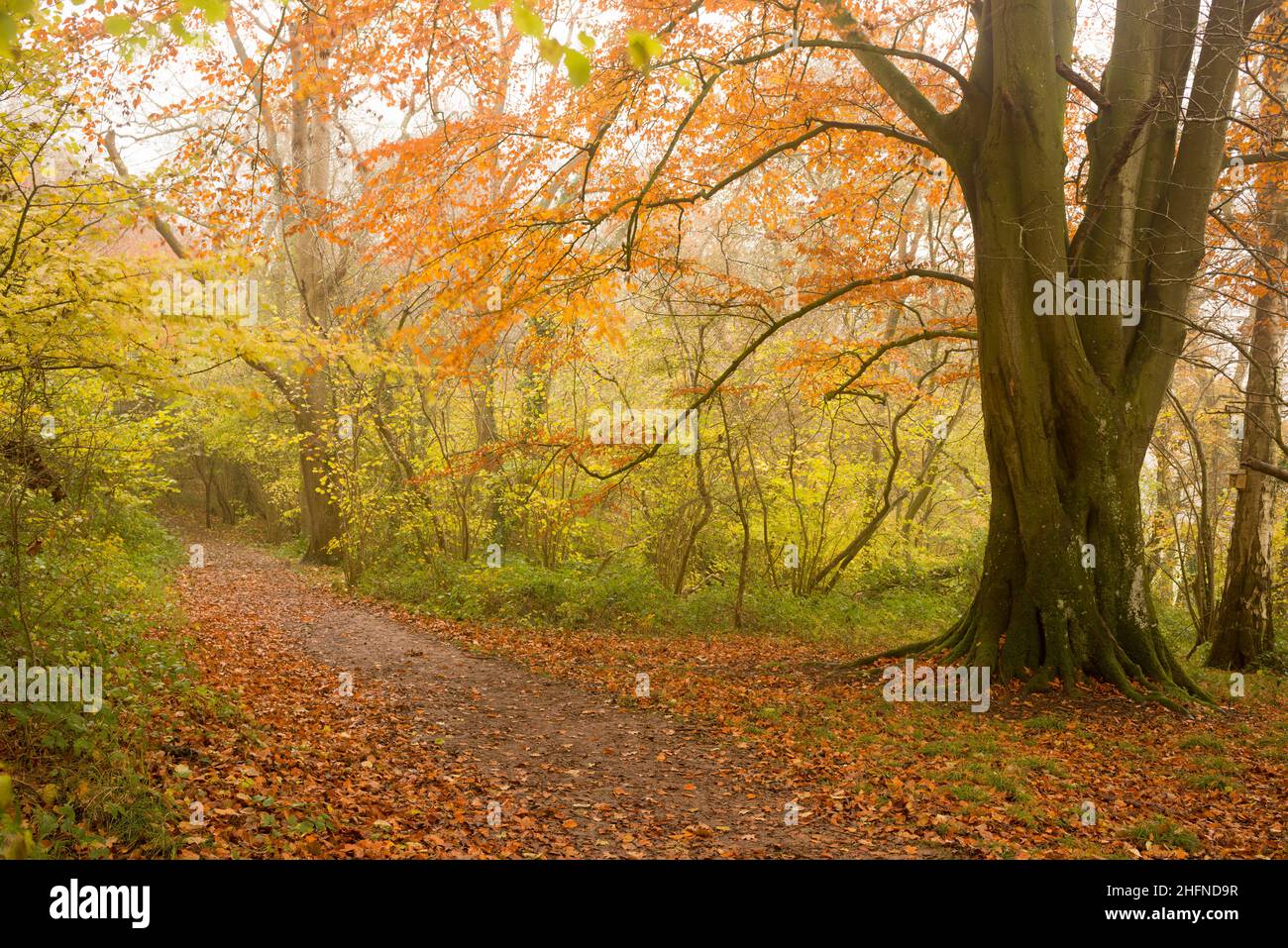 Autumn at King's Wood, an ancient broadleaf woodland in the Mendip ...
