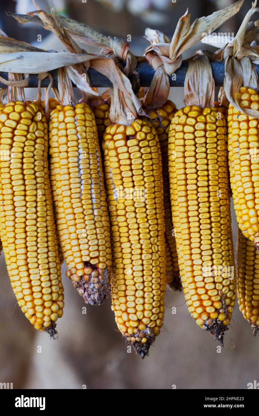 Corn cobs in the sun Stock Photo - Alamy