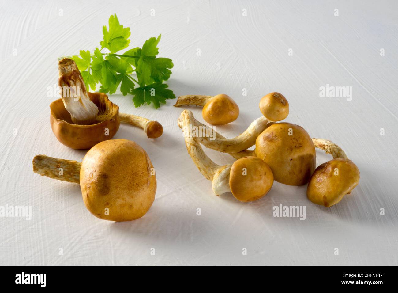 Delicious Gold cap mushrooms on white background, fresh and raw, close ...