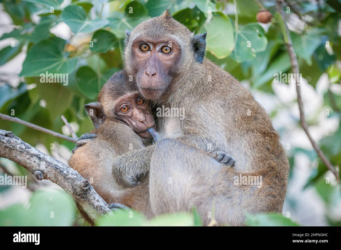 Monkey feeding baby animal wildlife hi-res stock photography and images ...