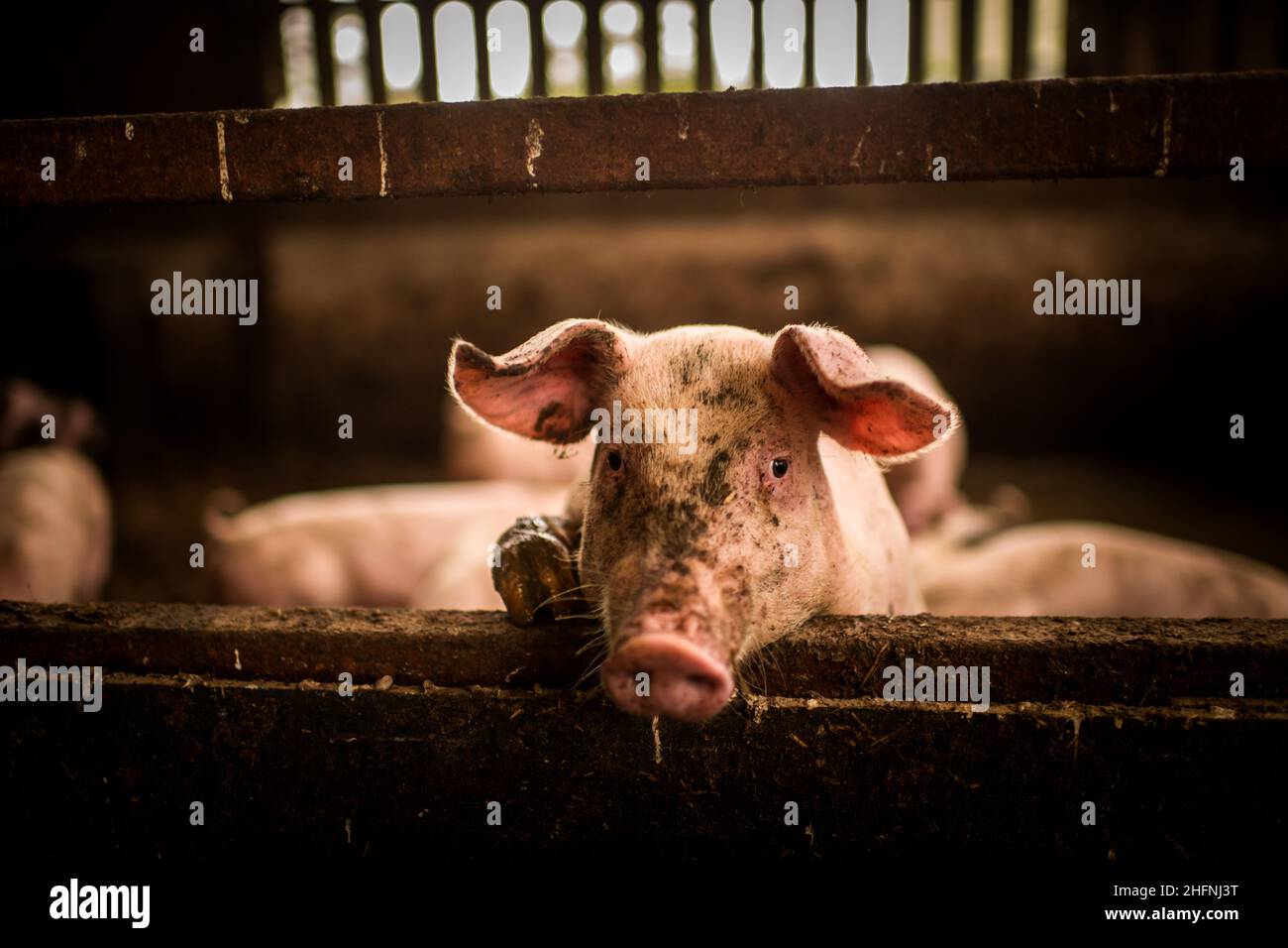 Welfare pork animal welfare hi-res stock photography and images - Alamy