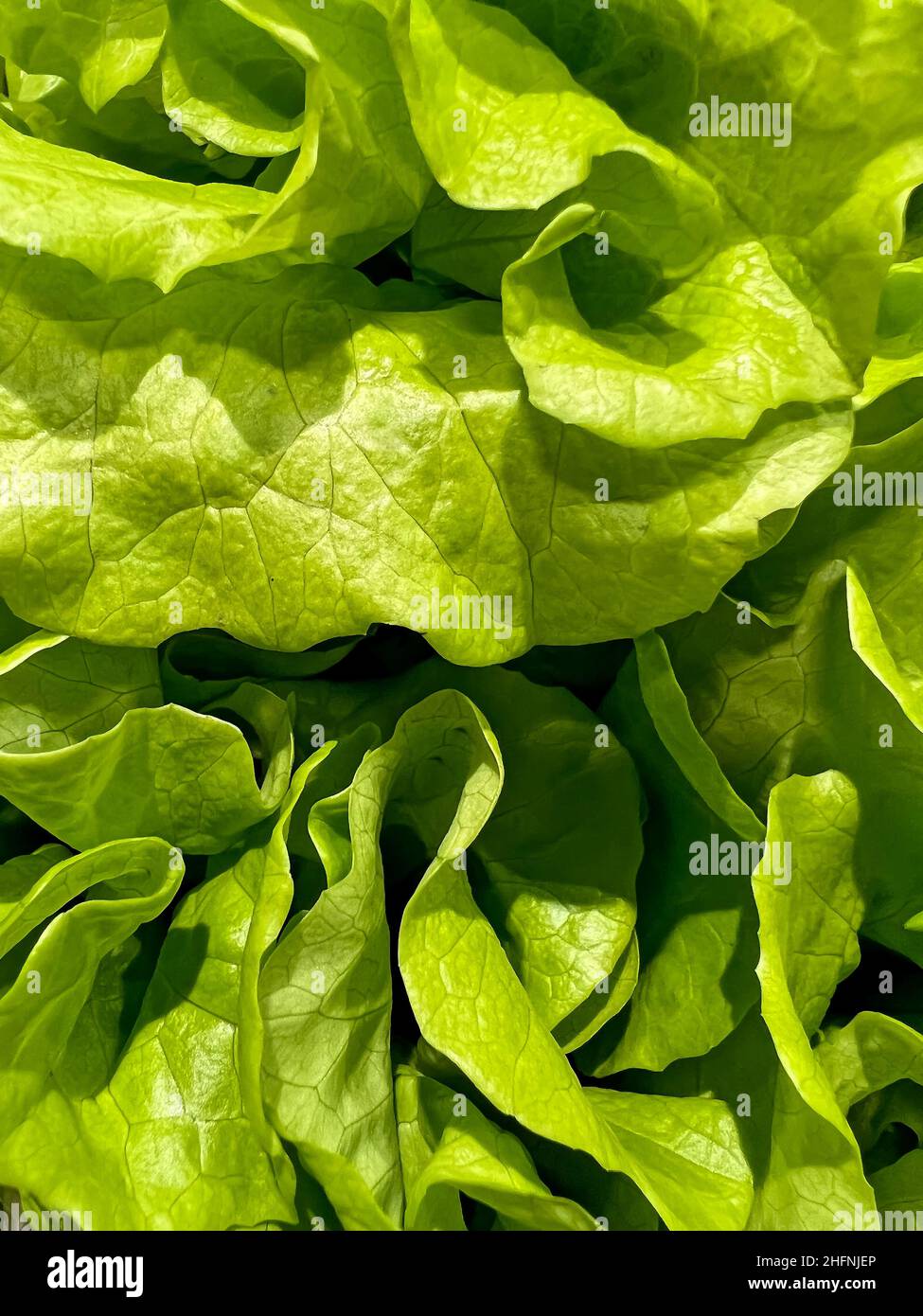 Fresh green lettuce background Stock Photo - Alamy