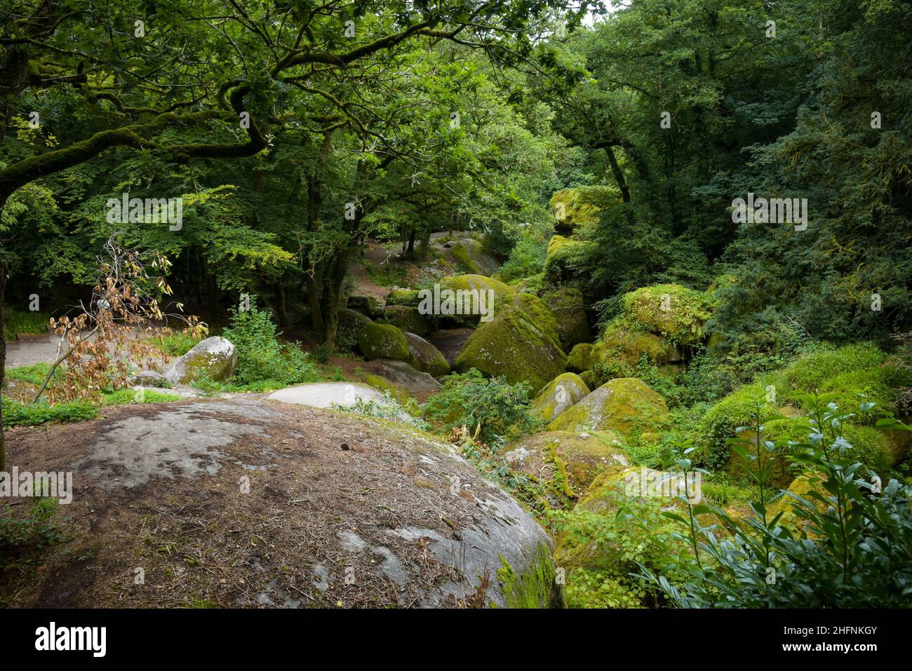 view on the forest of huelgoat in finistere in Brittany Stock Photo - Alamy