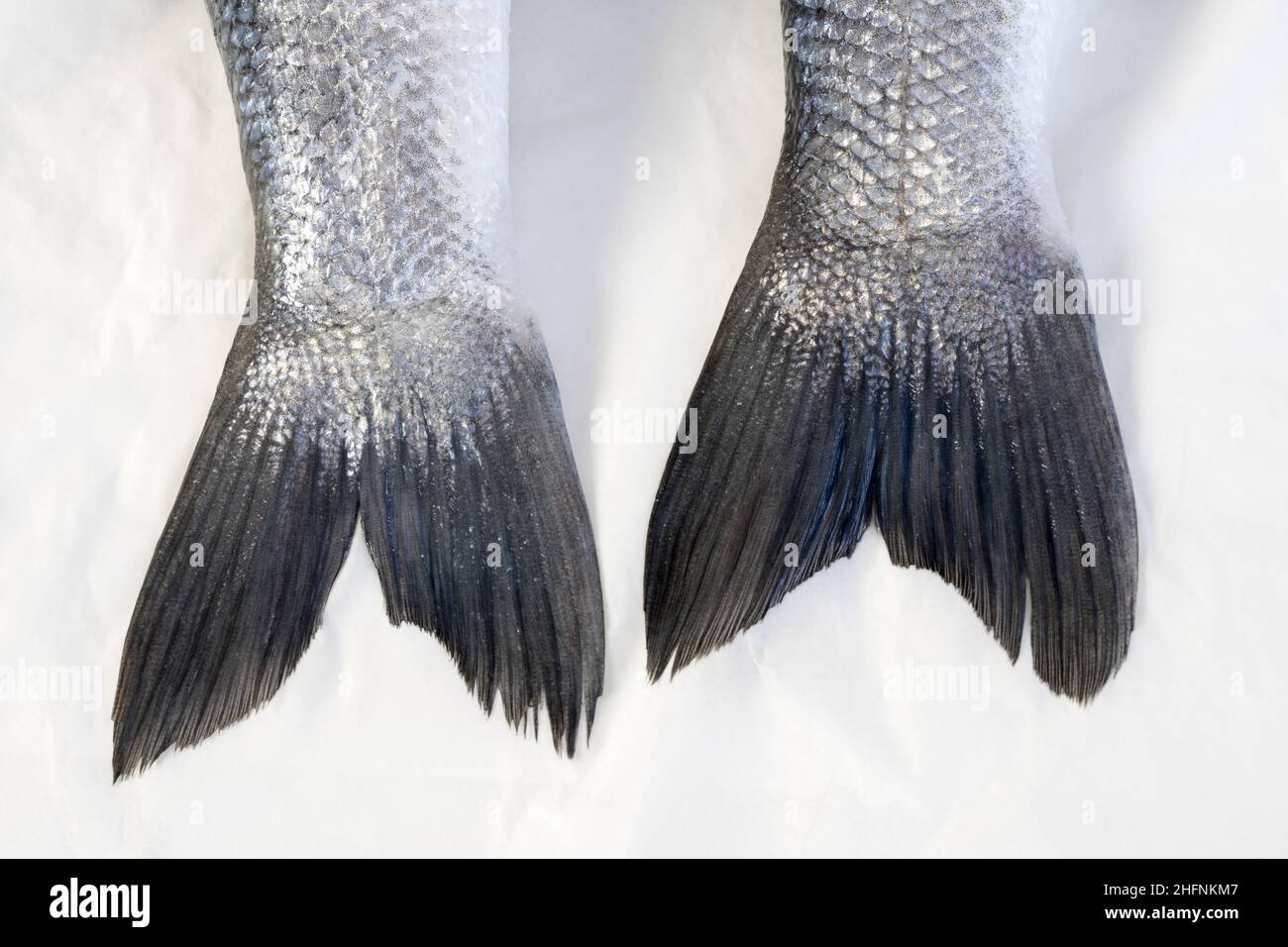 Cupra fish hi-res stock photography and images - Alamy