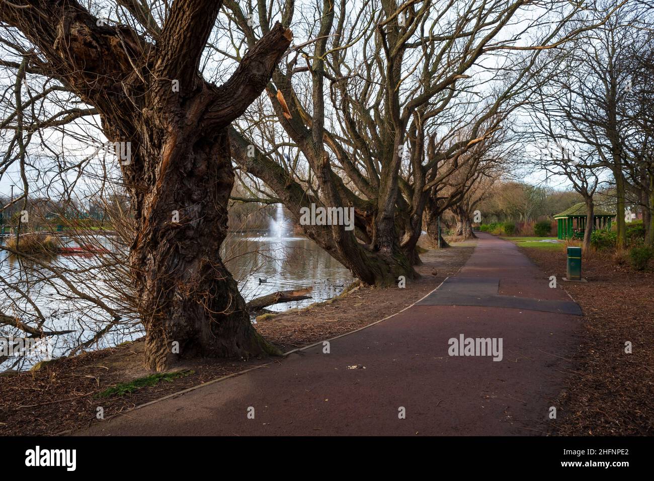 Path by the lake in Locke Park with mature willow trees in a public ...
