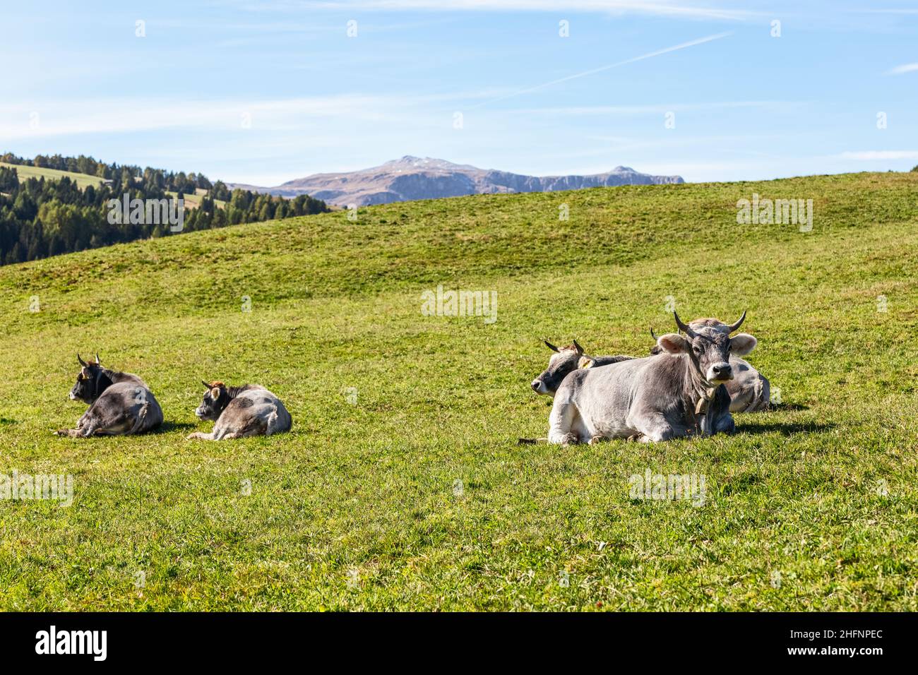 Gray cows lie on fresh green grass in an alpine pasture in Italy Stock ...