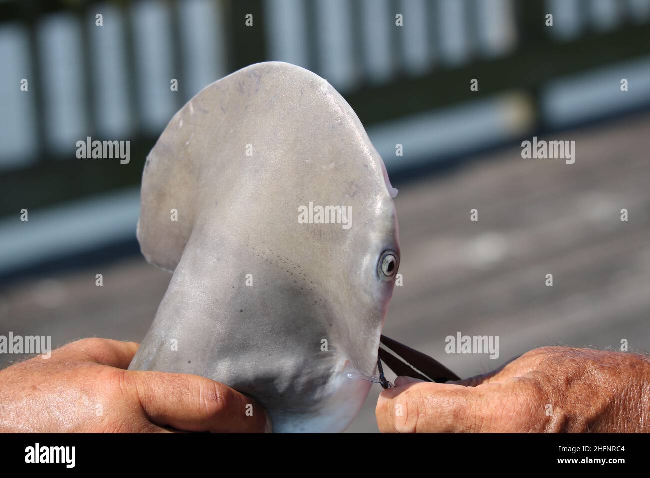 Shark nose hi-res stock photography and images - Alamy
