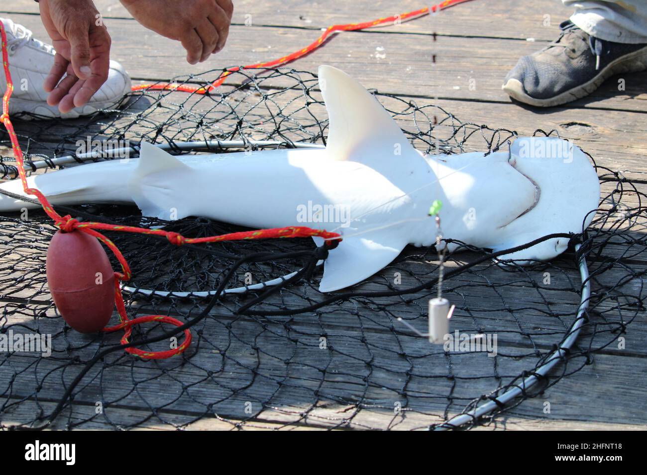 Bonnet head shark caught on the pier Stock Photo - Alamy