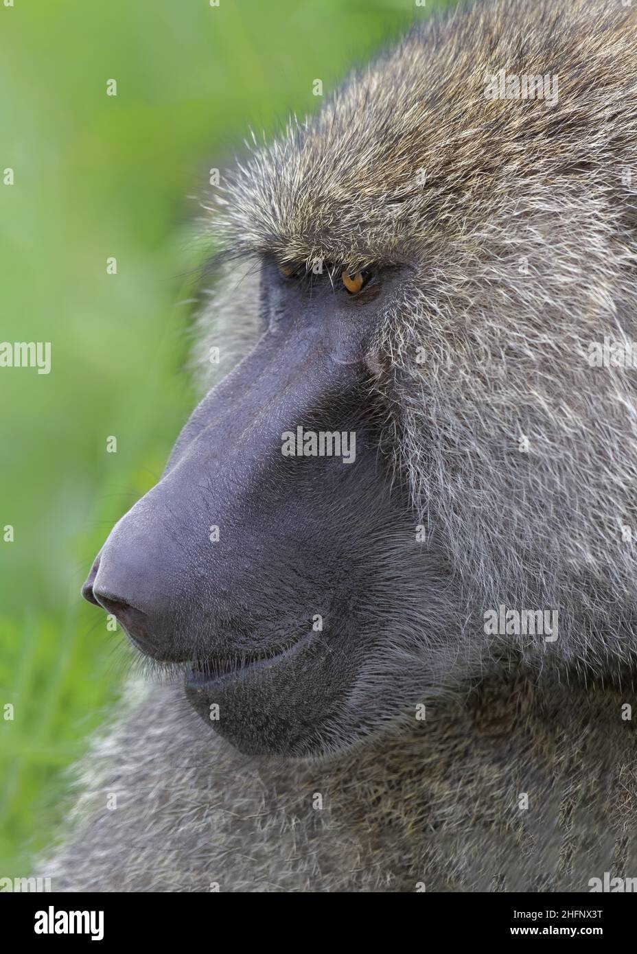 Olive baboon (Papio anubis) portrait, also called the Anubis baboon ...
