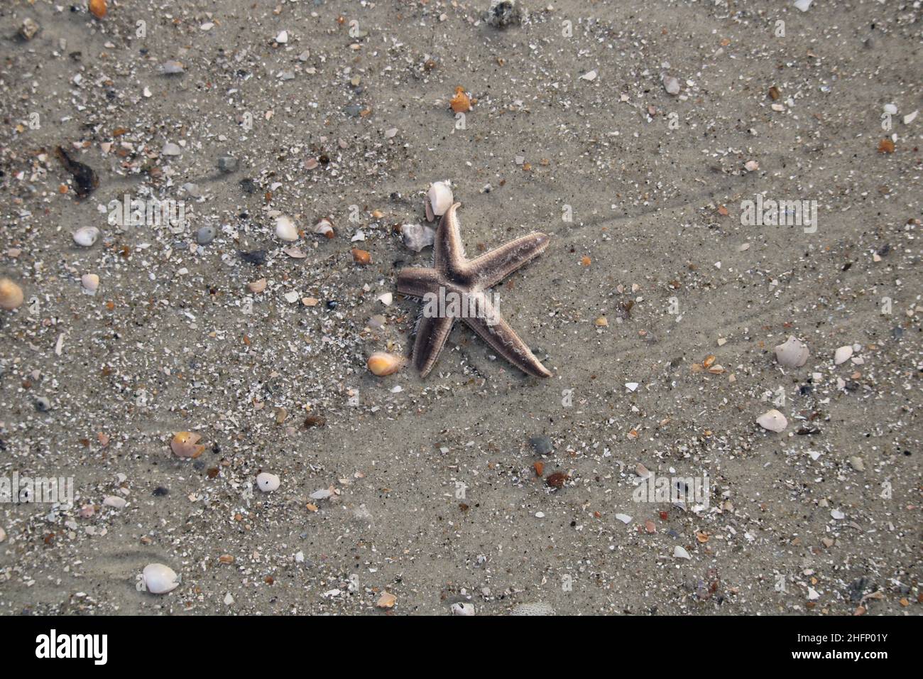 Tiny starfish that washed up on the beach Stock Photo - Alamy