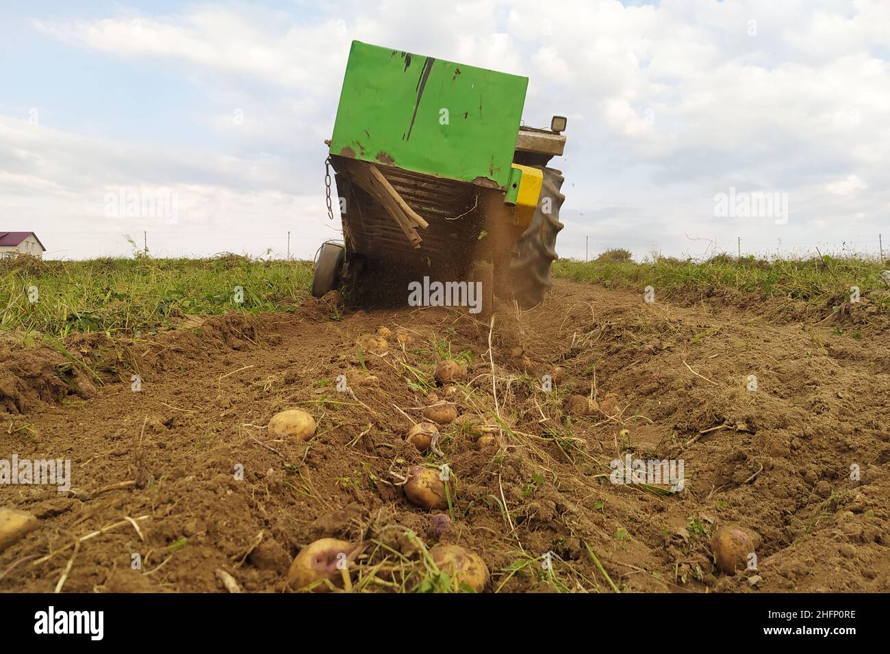 Tractor plows a row of potatoes, harvesting yellow potatoes in the ...