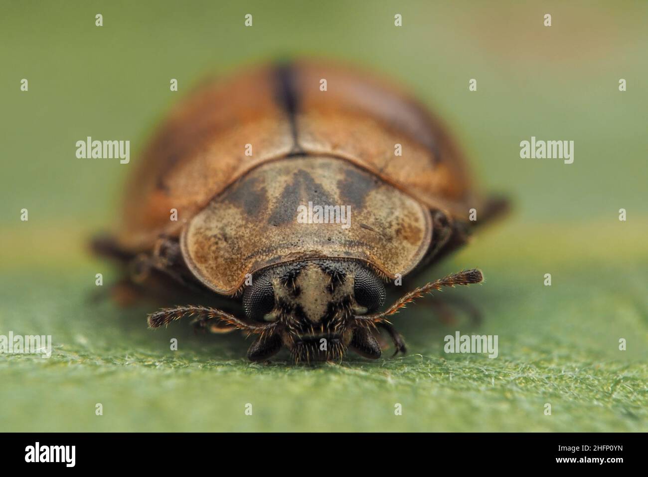 Larch Ladybird (Aphidecta obliterata) on underside of leaf. Tipperary ...