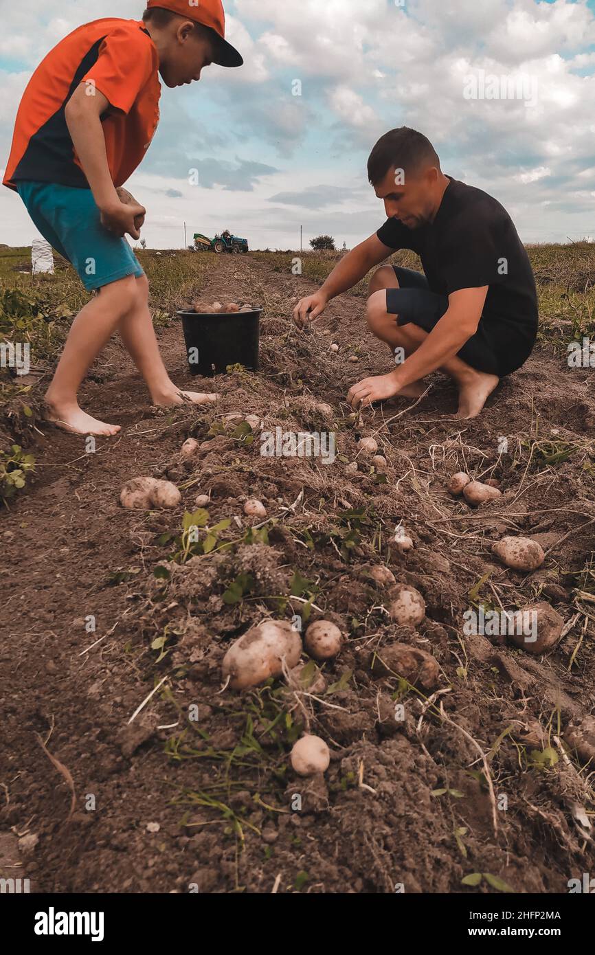 Harvesting potatoes in the field, people harvesting potatoes with their ...