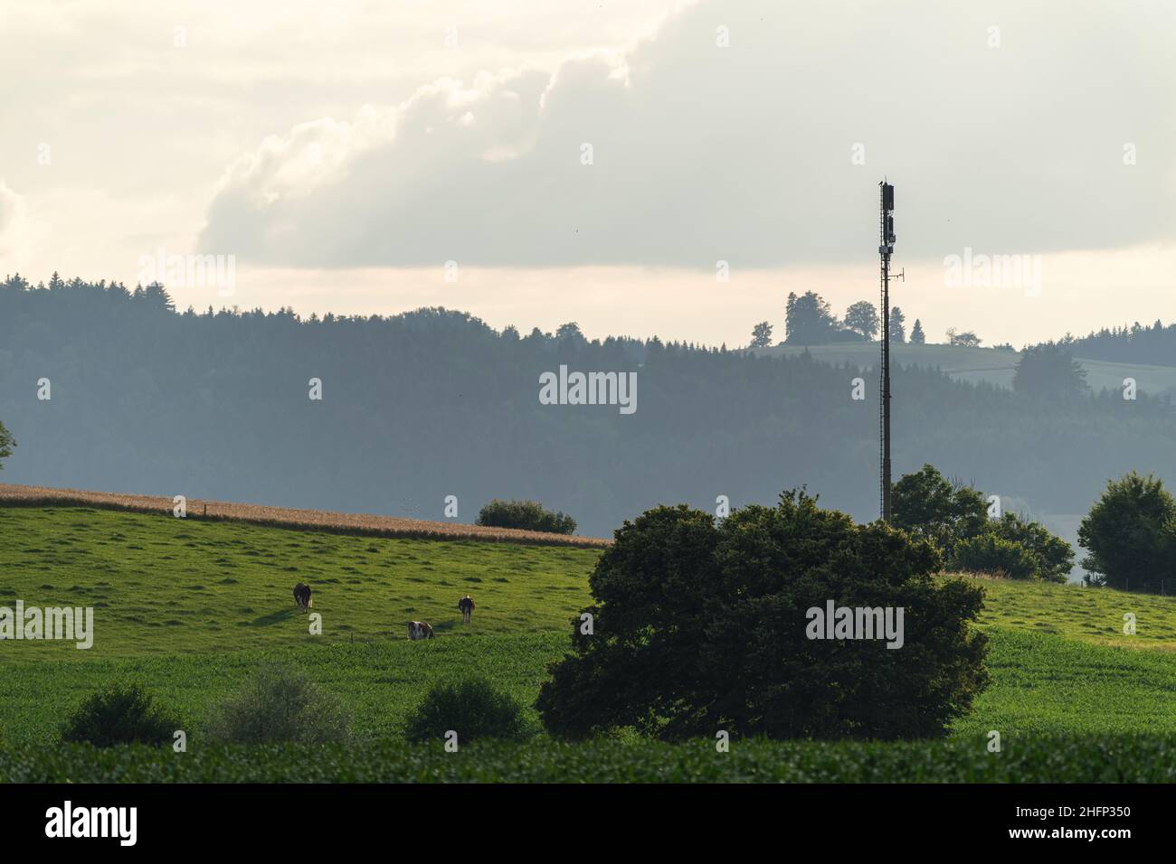 A cellular antenna with 5G, in a rural area with meadows, cows and ...