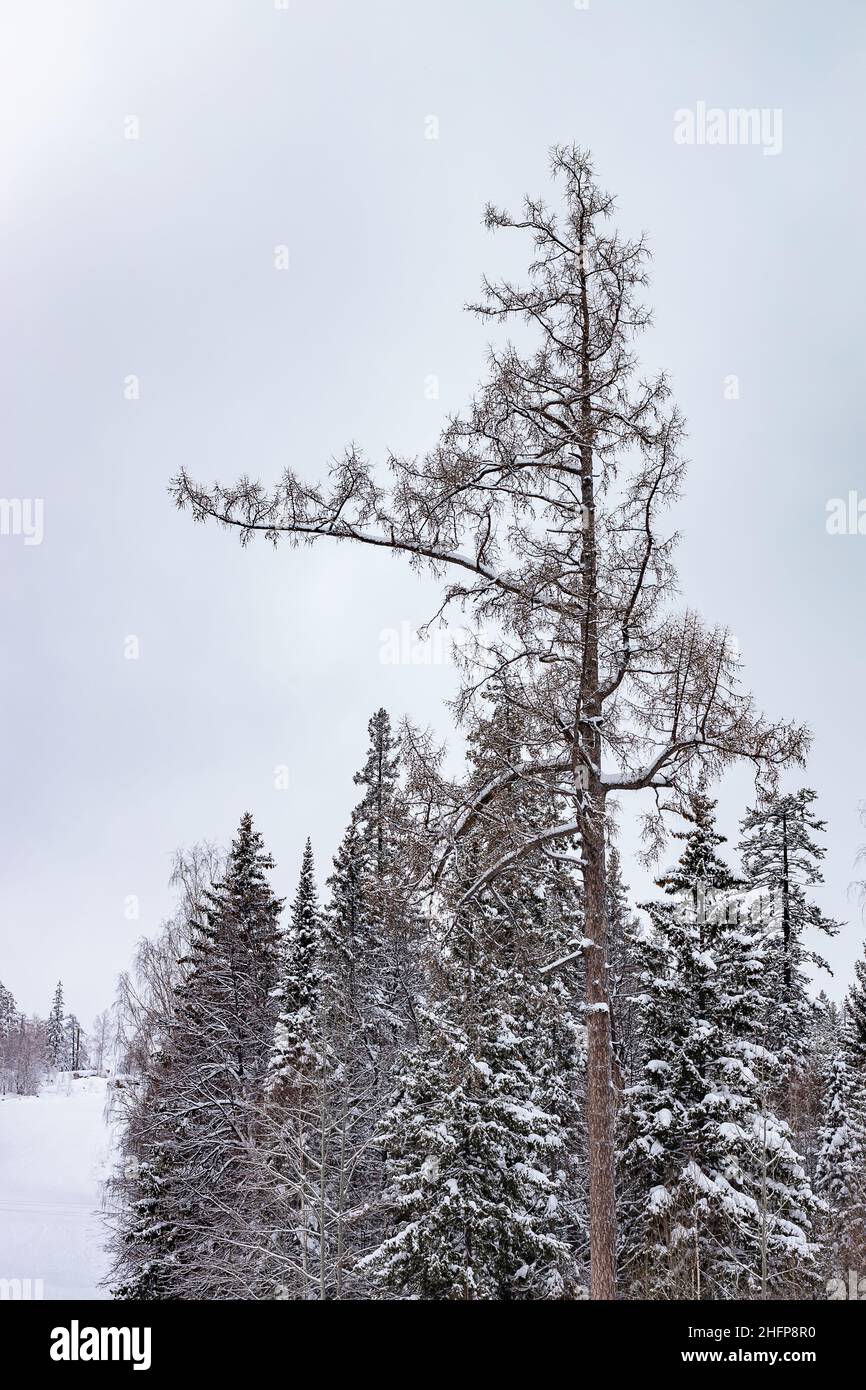 Big winter tree on the background of the sky. Larch and spruce forest ...