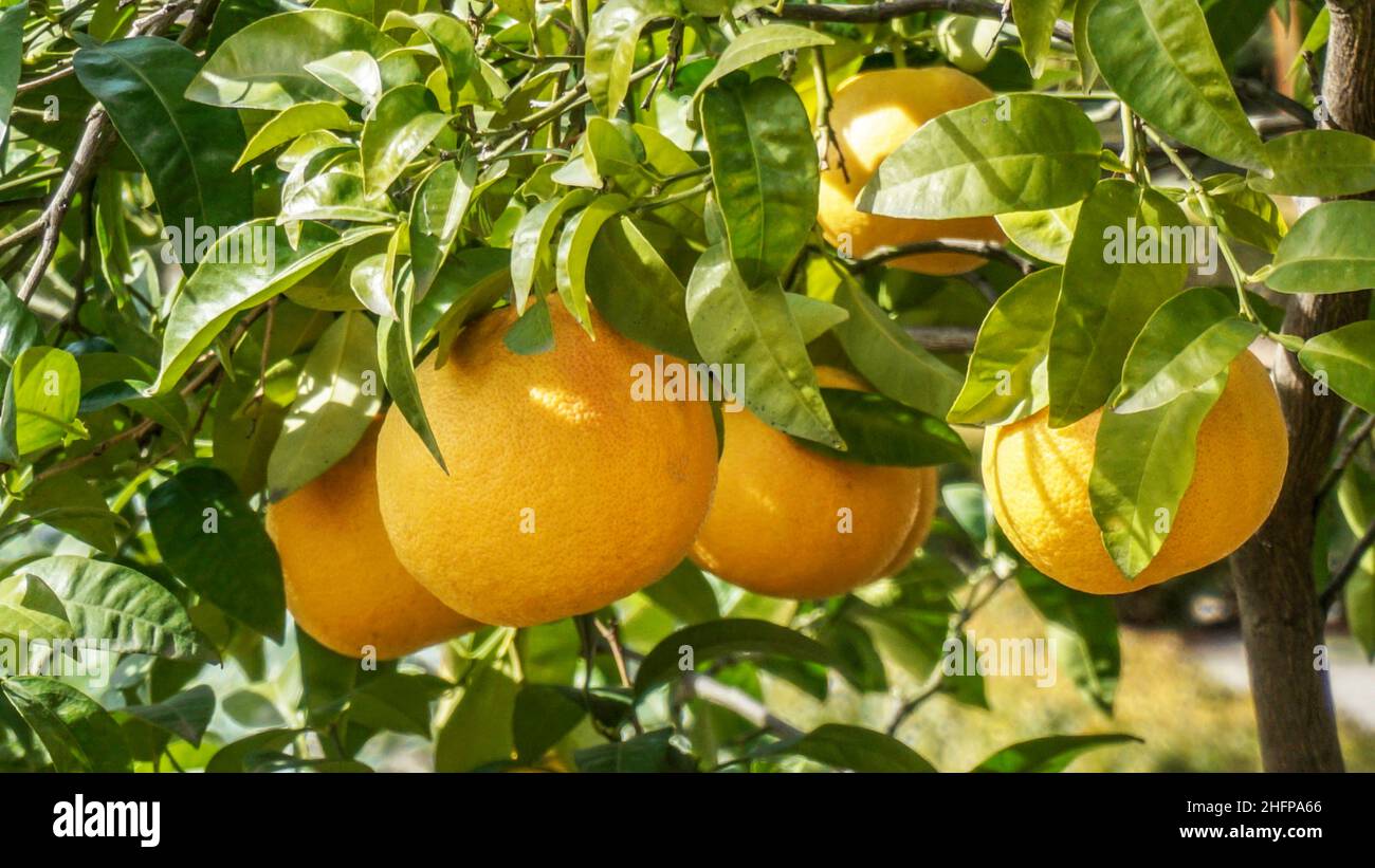 Grapefruit tree closeup 3 Stock Photo - Alamy