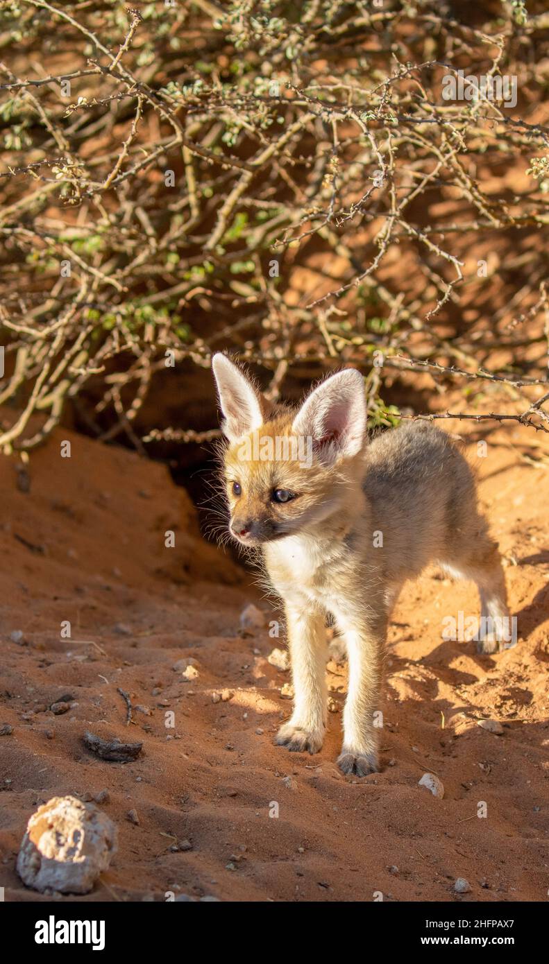 Cute Cape Fox pup in the Kgalagadi Stock Photo - Alamy