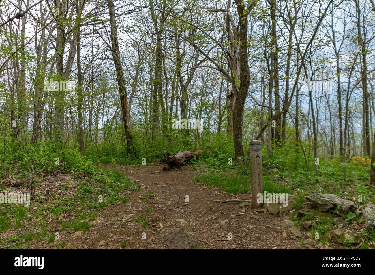 Trail through tall trees in a lush forest, Shenandoah National Park ...