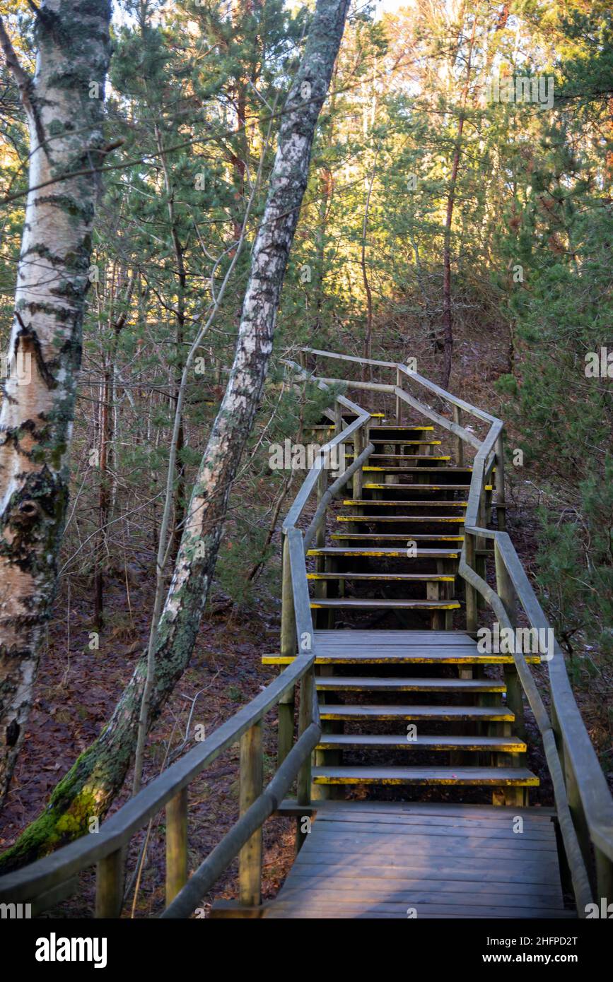 wooden plank footpath in forest for hiking in wild nature. winter scene ...