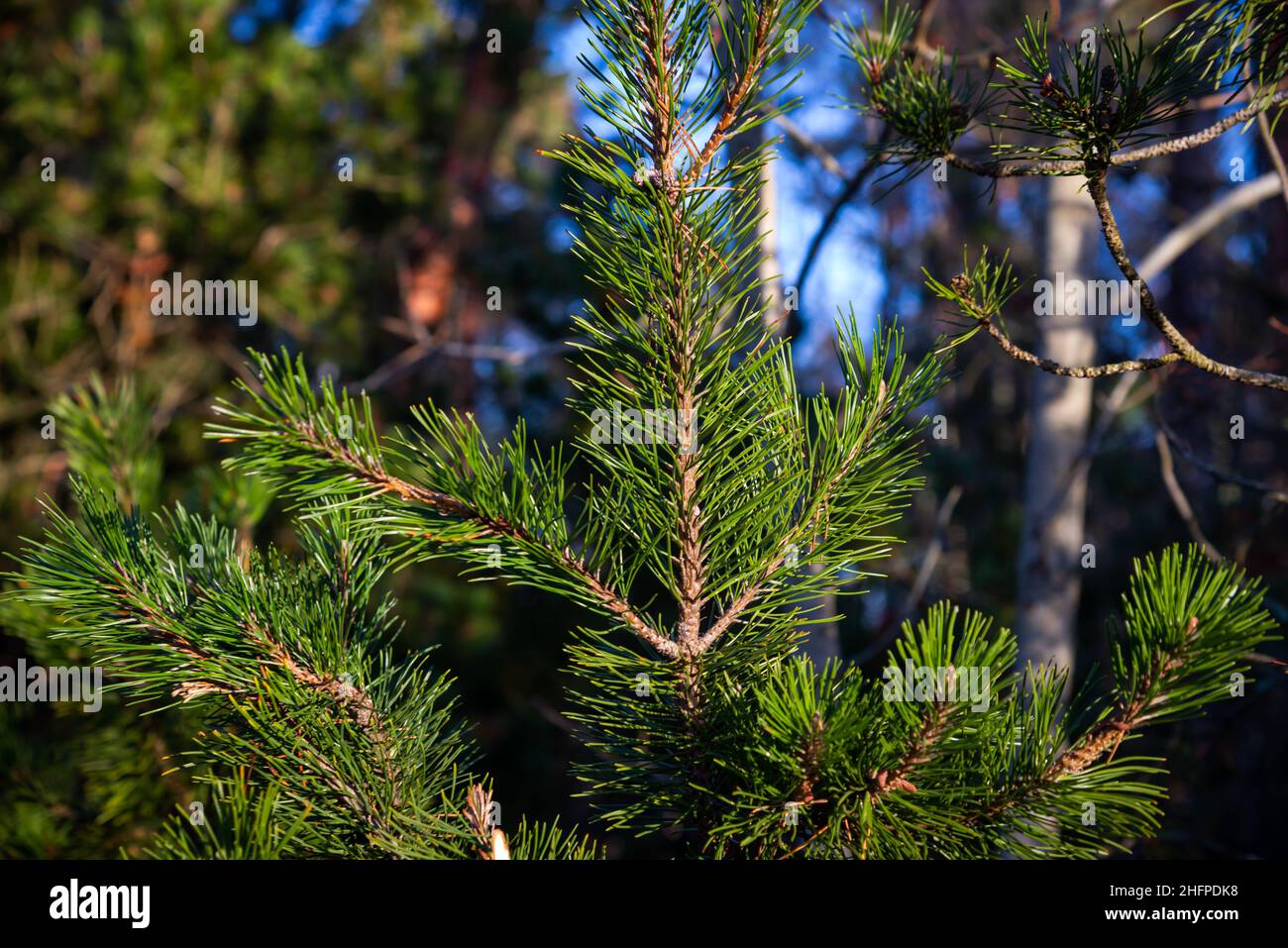 small tree branches and leaves frozen in winter with blur background ...