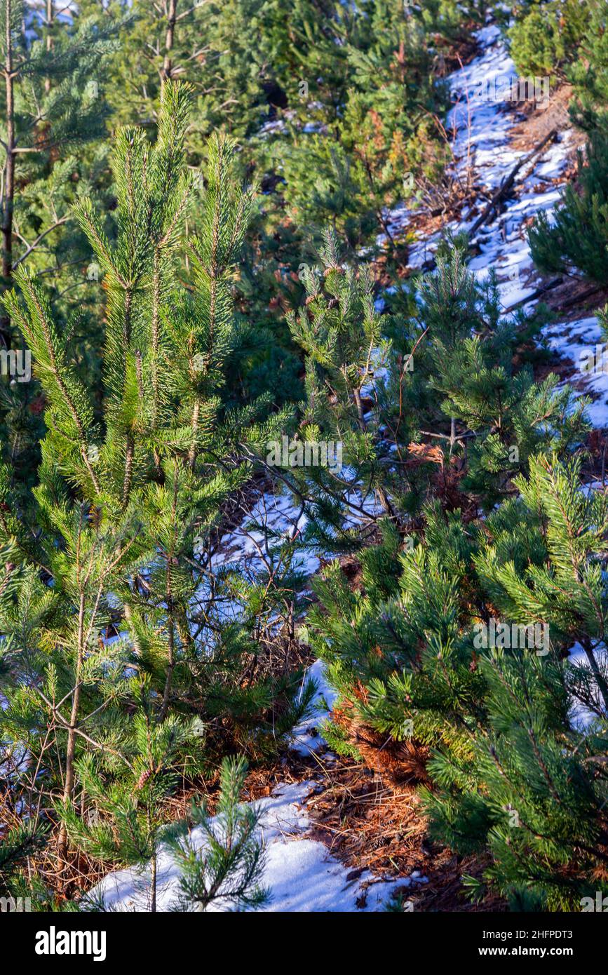small tree branches and leaves frozen in winter with blur background ...