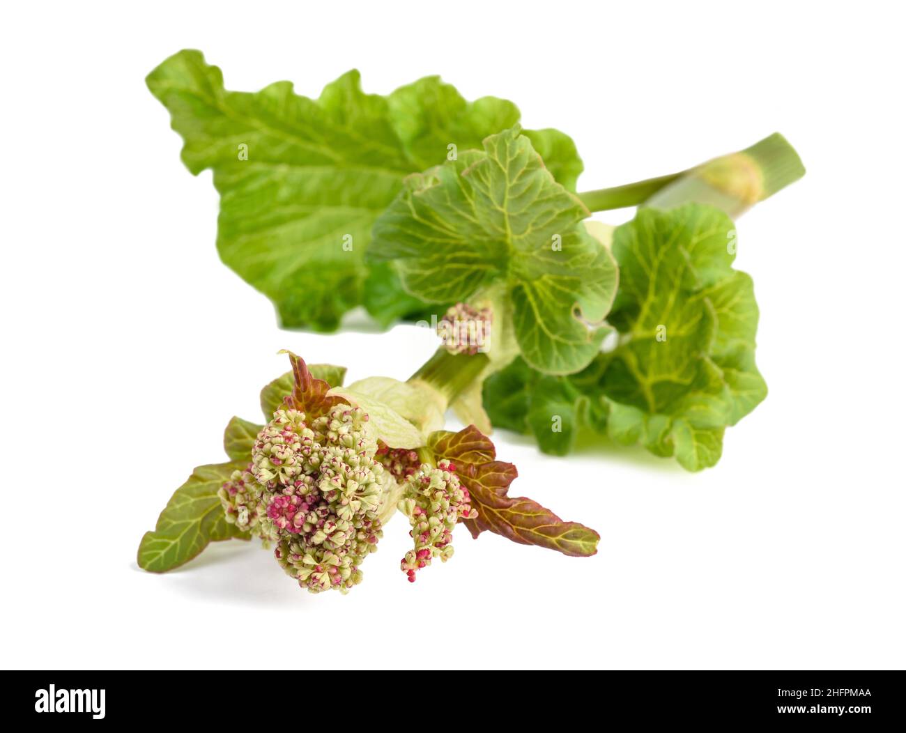 Rhubarb leaf and flower isolated on white Stock Photo - Alamy