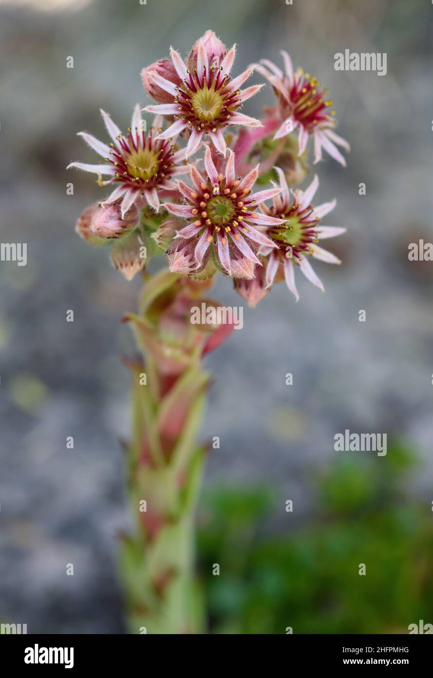 Common houseleek perennial plant in a mountain Stock Photo - Alamy