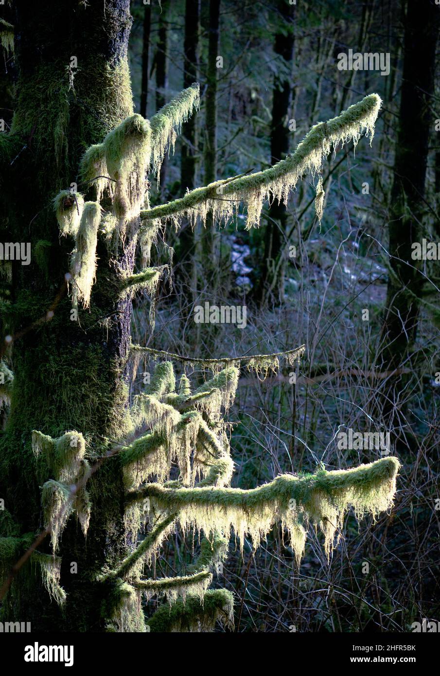Ecology, Forestry, Climate Change, Environment Stock Photo - Alamy
