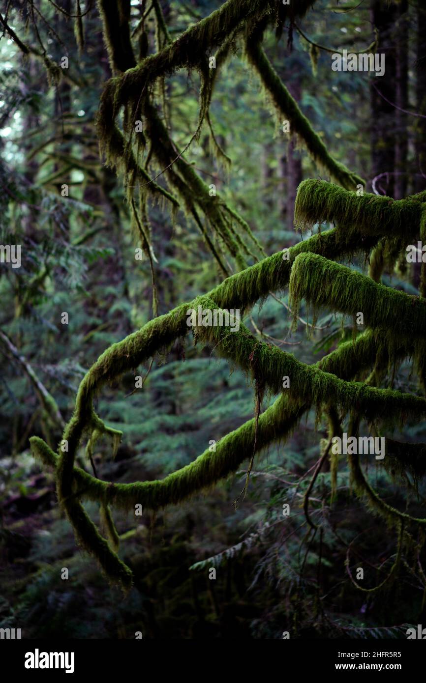 Ecology, Forestry, Climate Change, Environment Stock Photo - Alamy