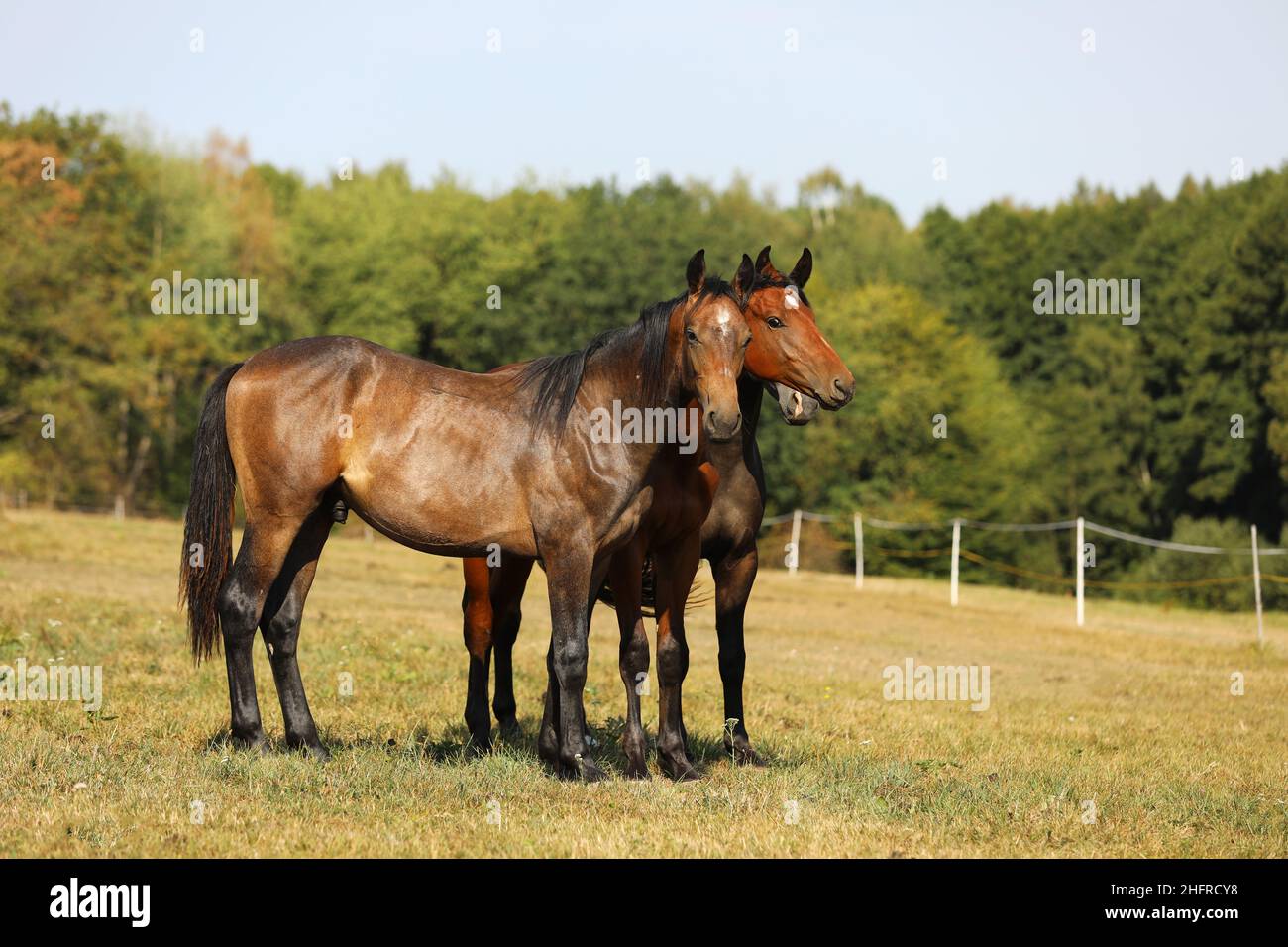Three young stallions of sport horses. Breeding for showjumping Stock ...